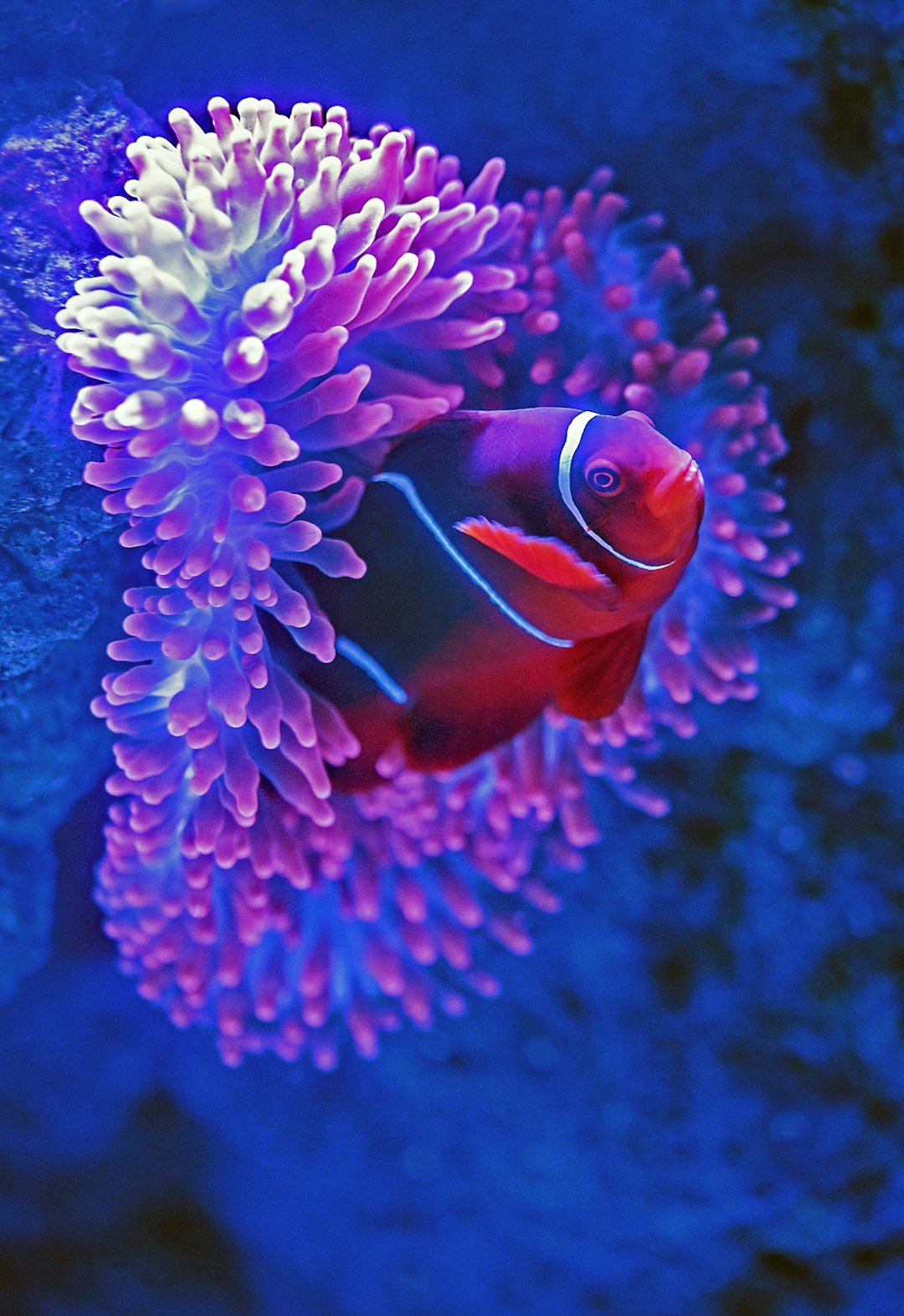 Dive Into Tropical Fish: 10 Must-Know Facts & Tips for 2025 🐠 ...