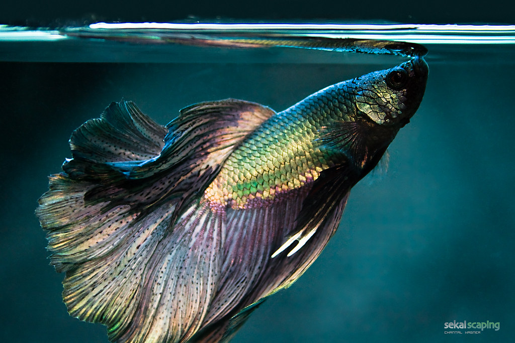 Betta Fish Secrets Unveiled: 12 Expert Tips for Vibrant, Happy Bettas 🐉 ...