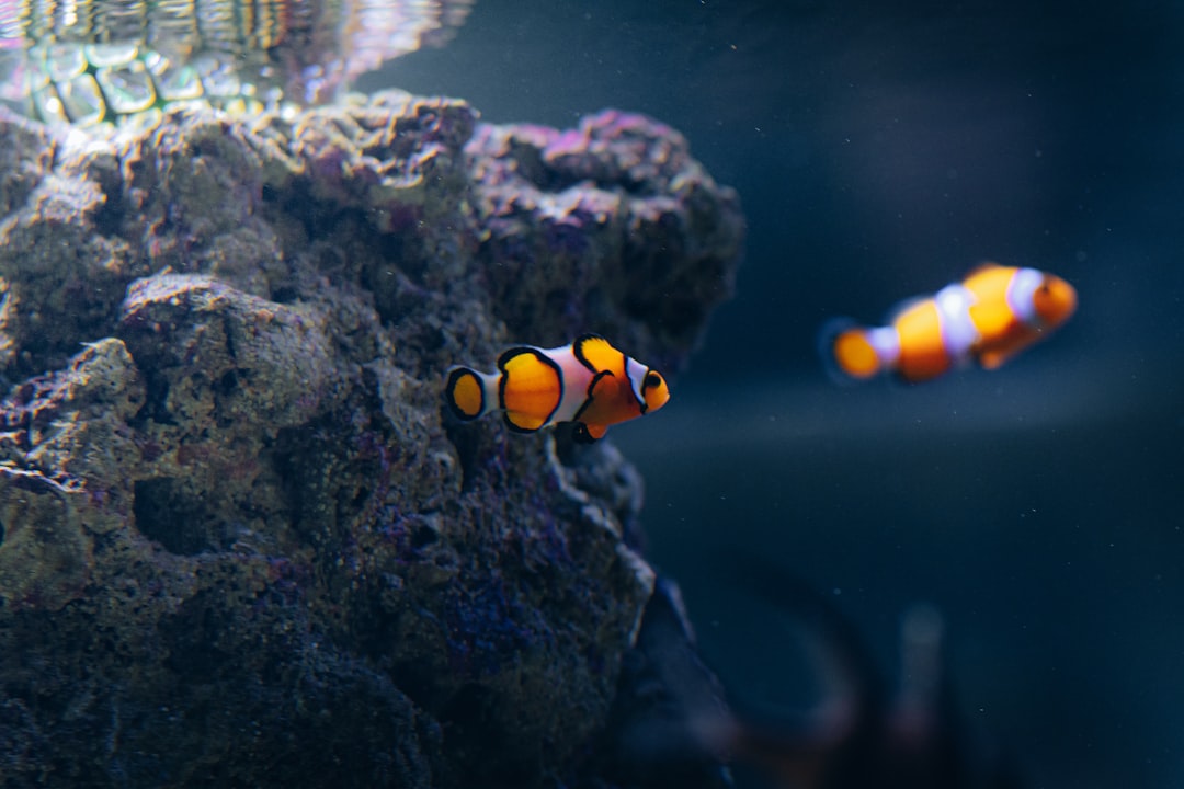 How to Introduce New Fish to Your Tank Stress-Free: 7 Expert Tips 🐠 ...