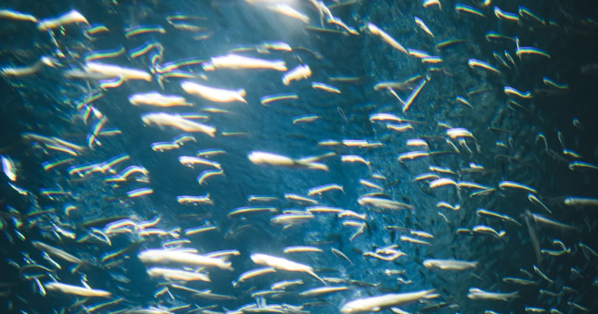 15 Expert Secrets to Freshwater Aquarium Fish Breeding (2025) 🐠 ...