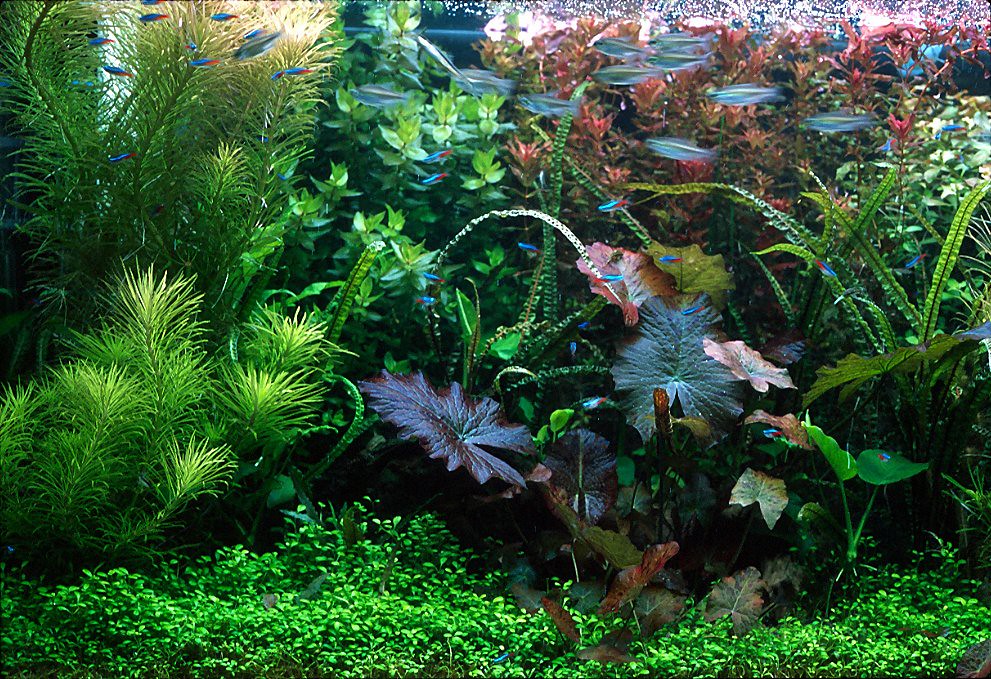 🌊 Underwater Aquarium Landscaping: The Ultimate 2026 Guide to Nature’s ...