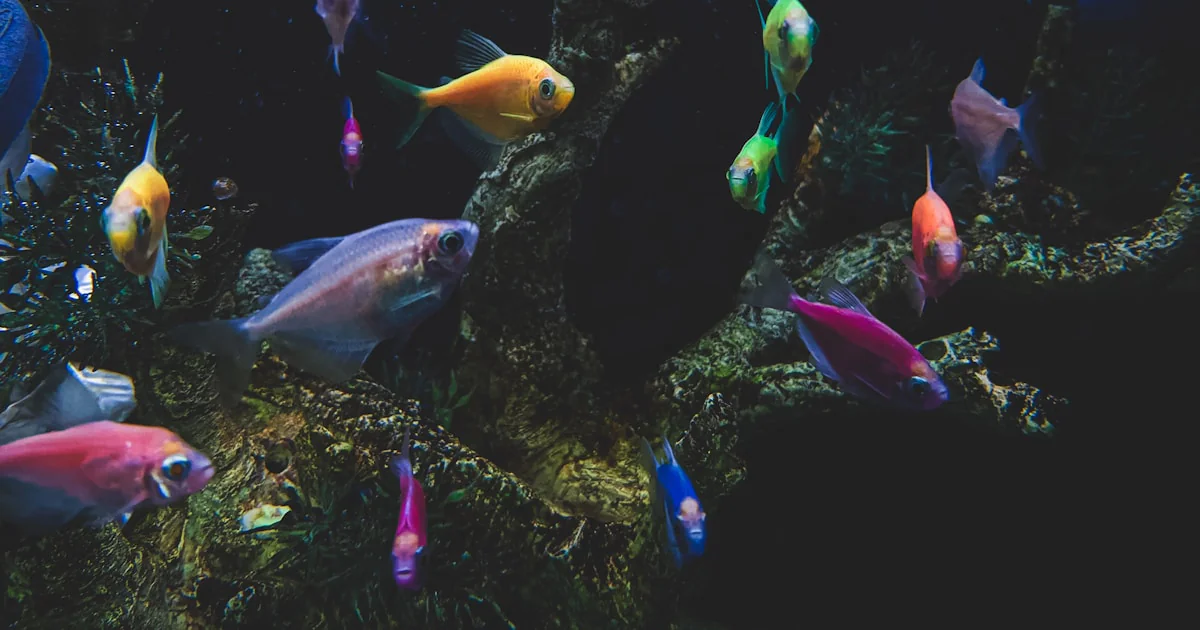 What Are the 10 Different Types of Fish Tanks Available? 🐠 (2026 ...