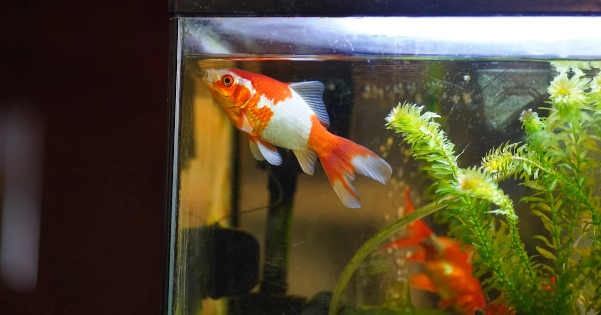 What Is the Ideal Water Temperature for a Fish Tank? 🌡️ (2026 ...