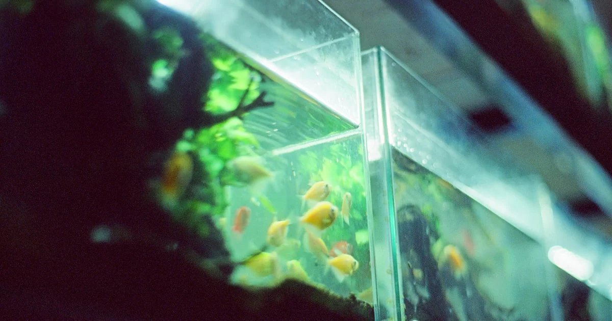 Mastering Aquatic Pet Care and Health: 12 Expert Secrets for 2026 🐠 ...
