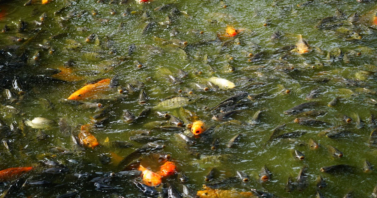 What Are the Different Types of Fish Tanks? Freshwater, Saltwater ...