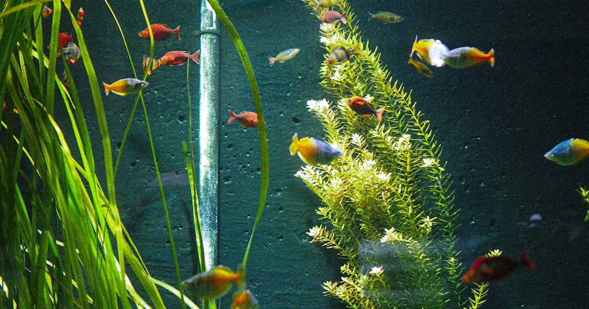 8 Best Practices for Feeding & Caring for Fish in 2026 🐠 - Aquarium Music